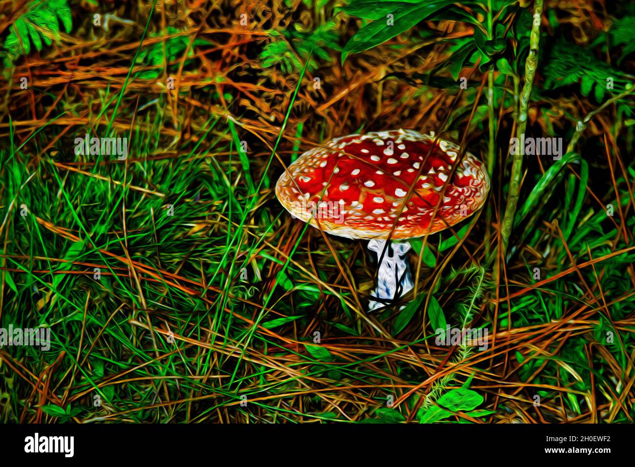 Large red mushroom amidst a thicket in a forest from the Mantiqueira ...
