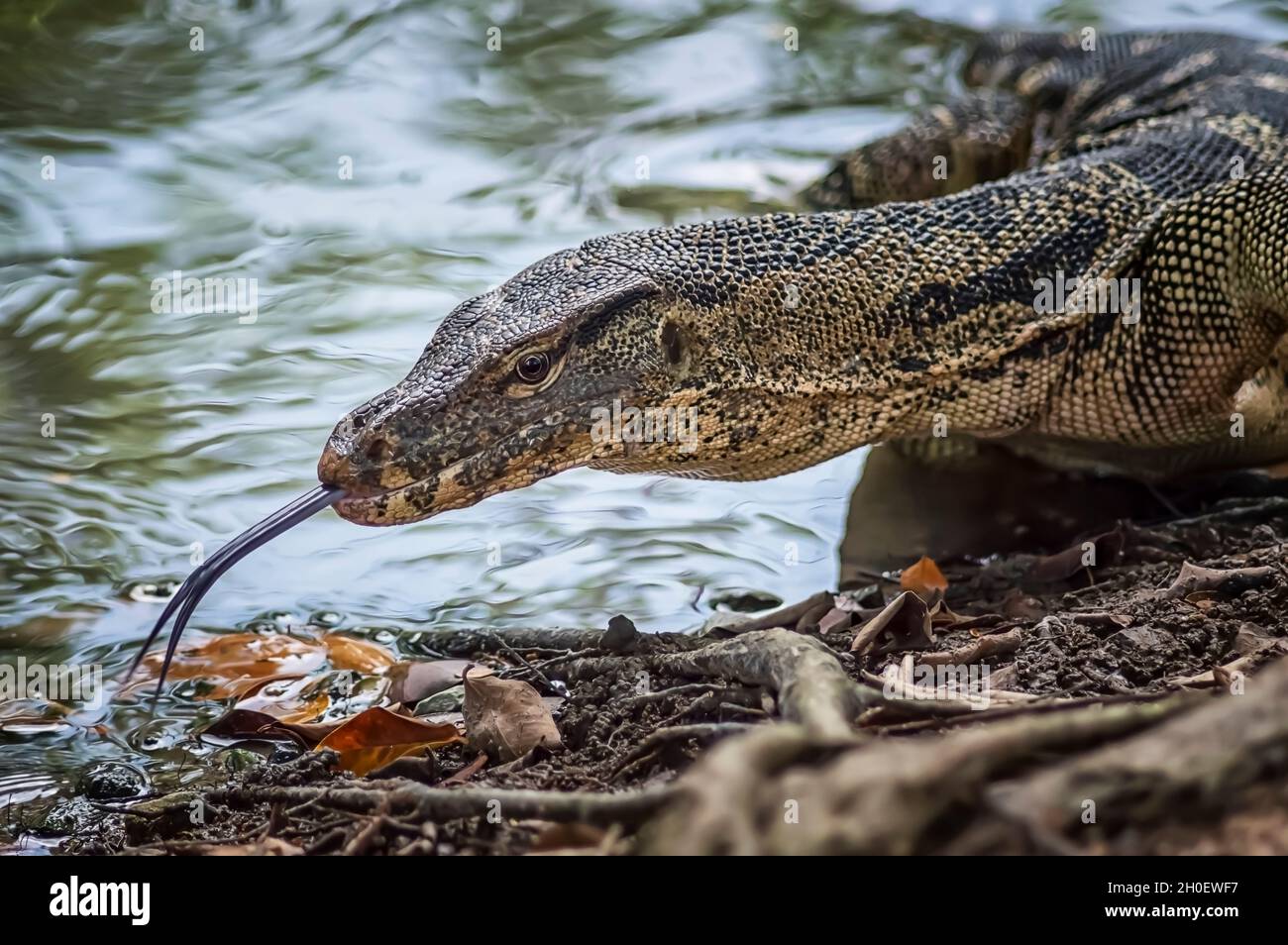 Jungle animal in their habitat hi-res stock photography and images - Alamy