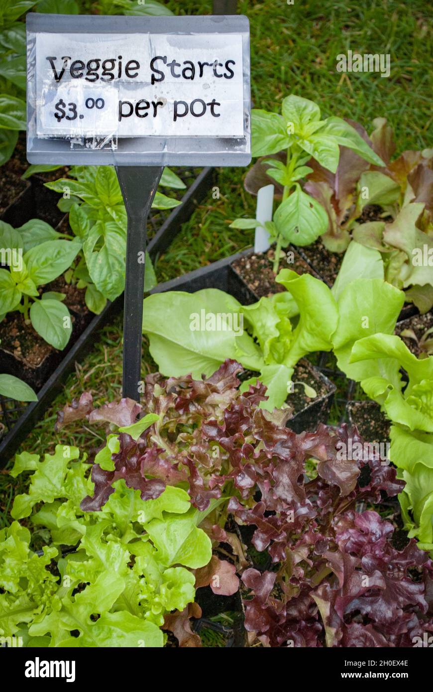 Veggie gardens hi-res stock photography and images - Alamy