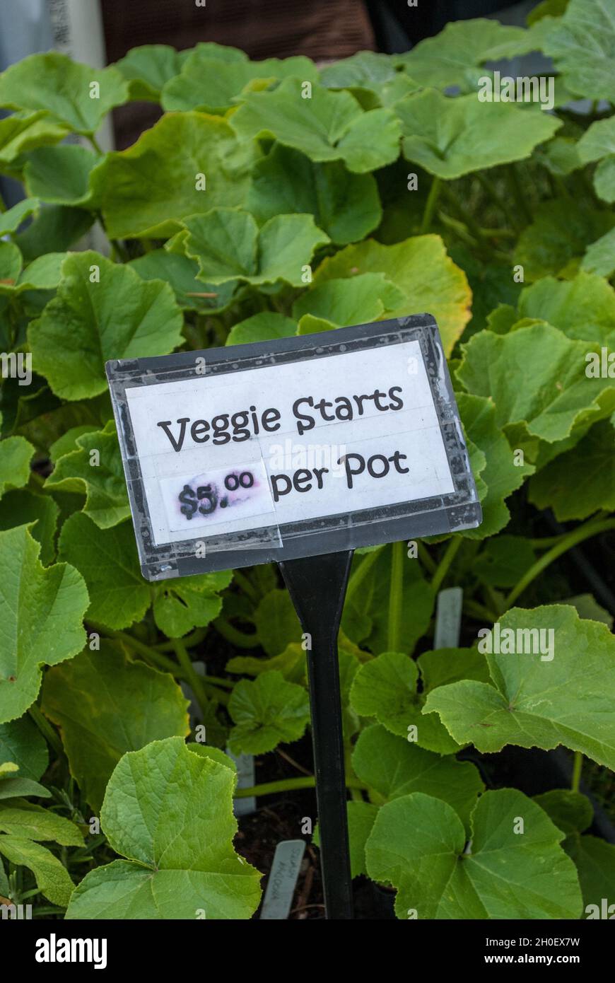 Veggie gardens hi-res stock photography and images - Alamy