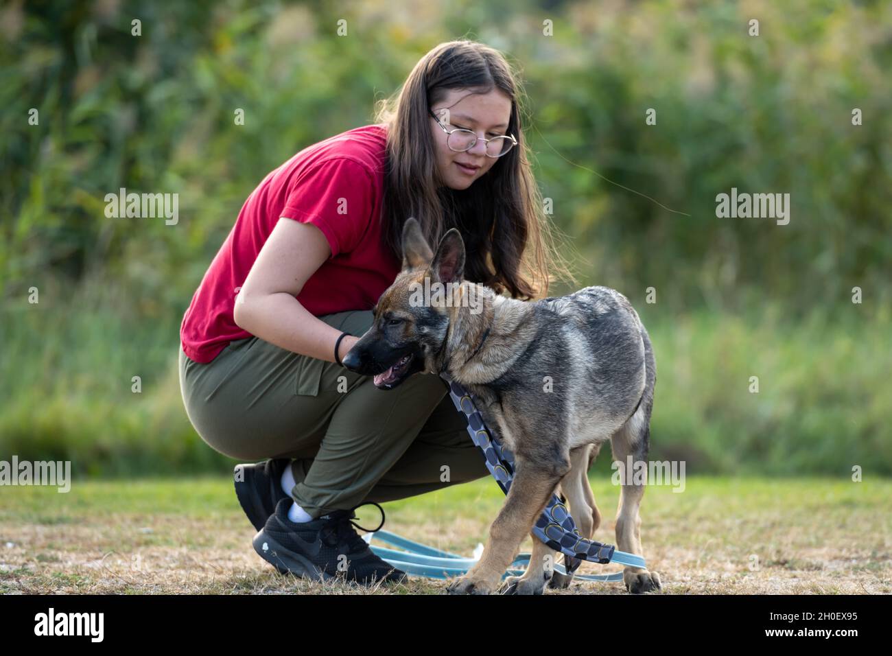 A four-month-old German Shepherd puppy in tracking training by a ...