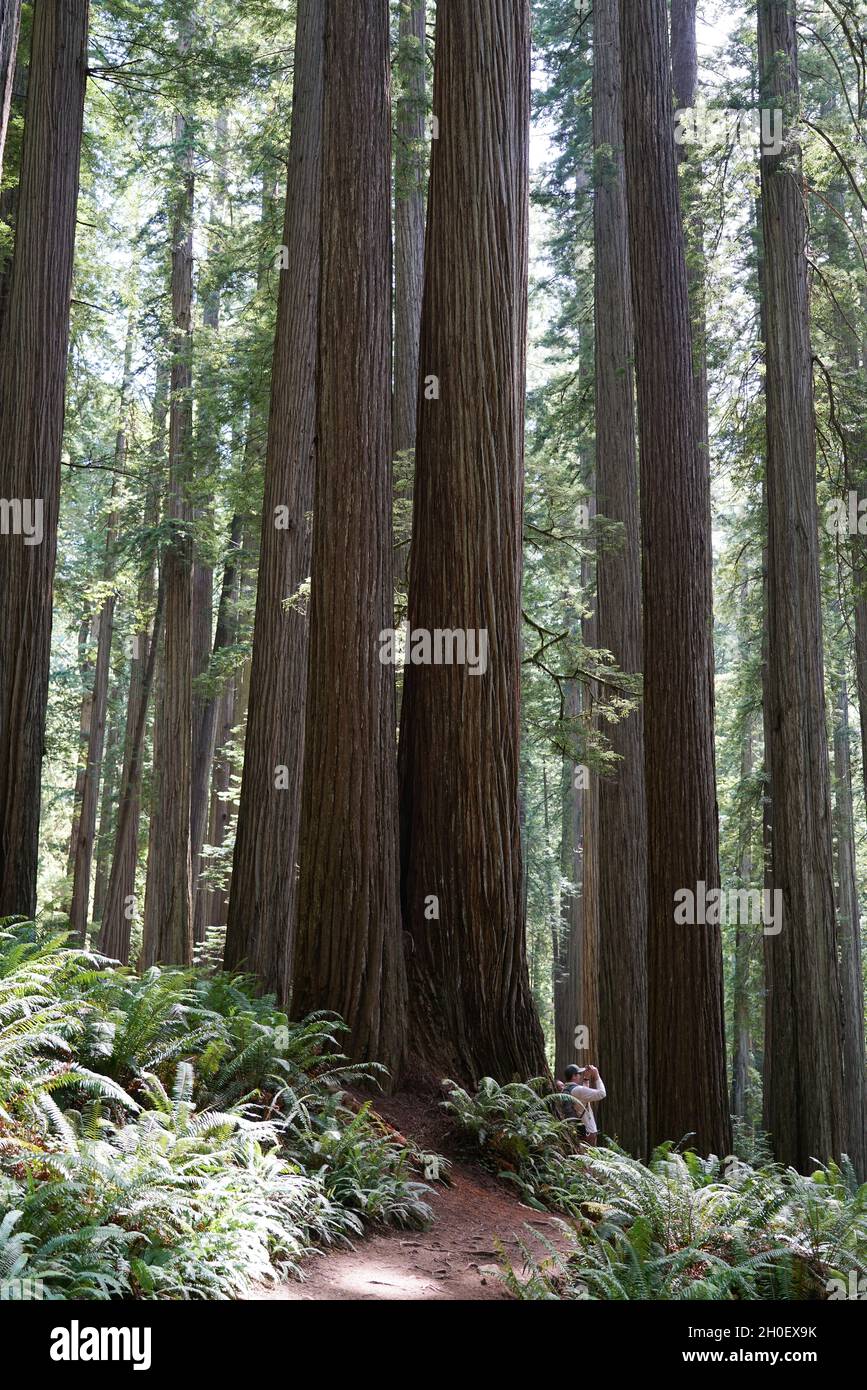 Redwoods tree forest, Northern California Stock Photo - Alamy