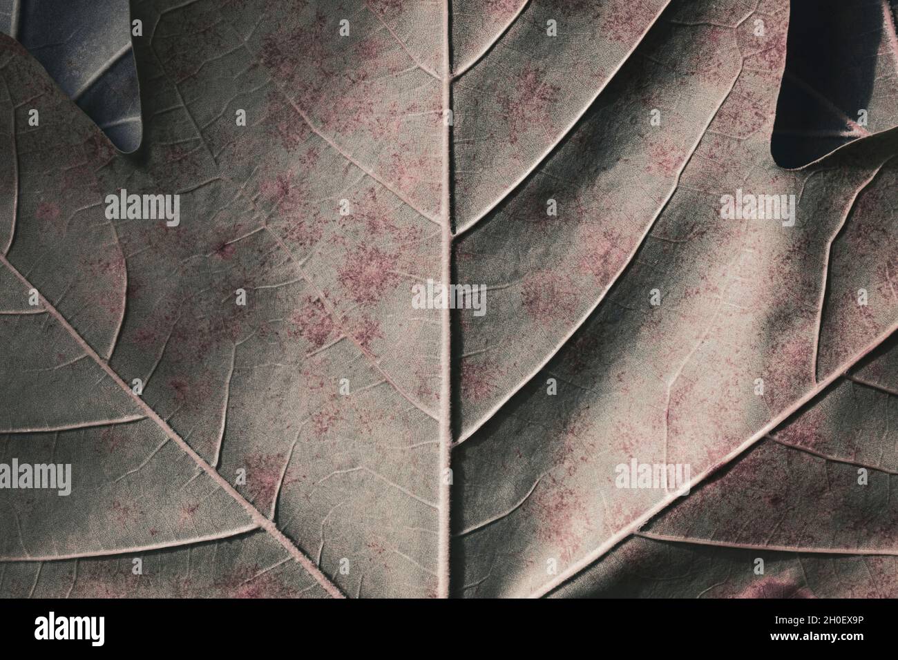 Texture background of plane tree leaf, macro Stock Photo - Alamy