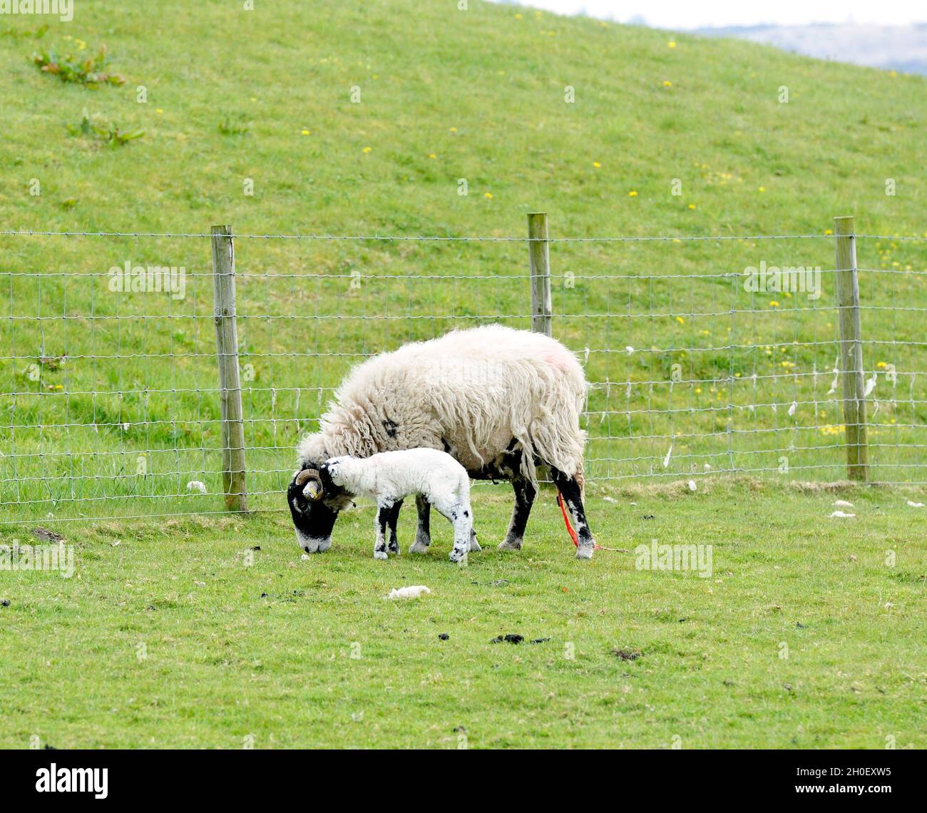 New born lambs first feed Stock Photo - Alamy
