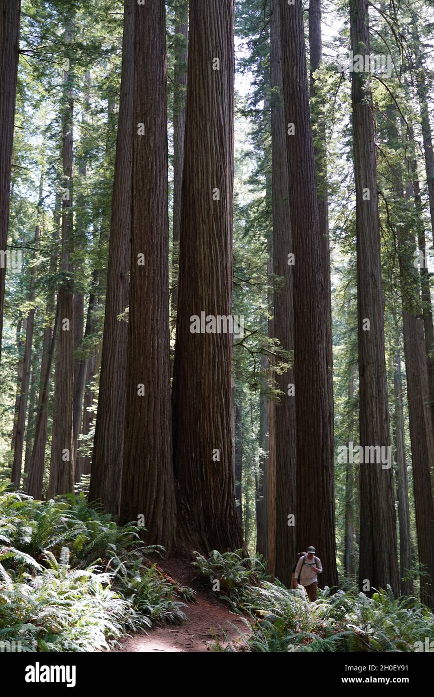 Redwoods tree forest, Northern California Stock Photo - Alamy