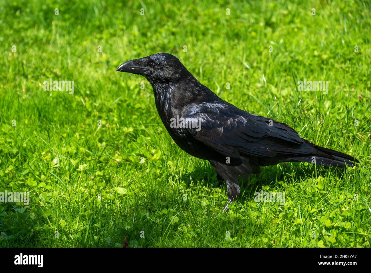 Raven side view photo hi-res stock photography and images - Alamy