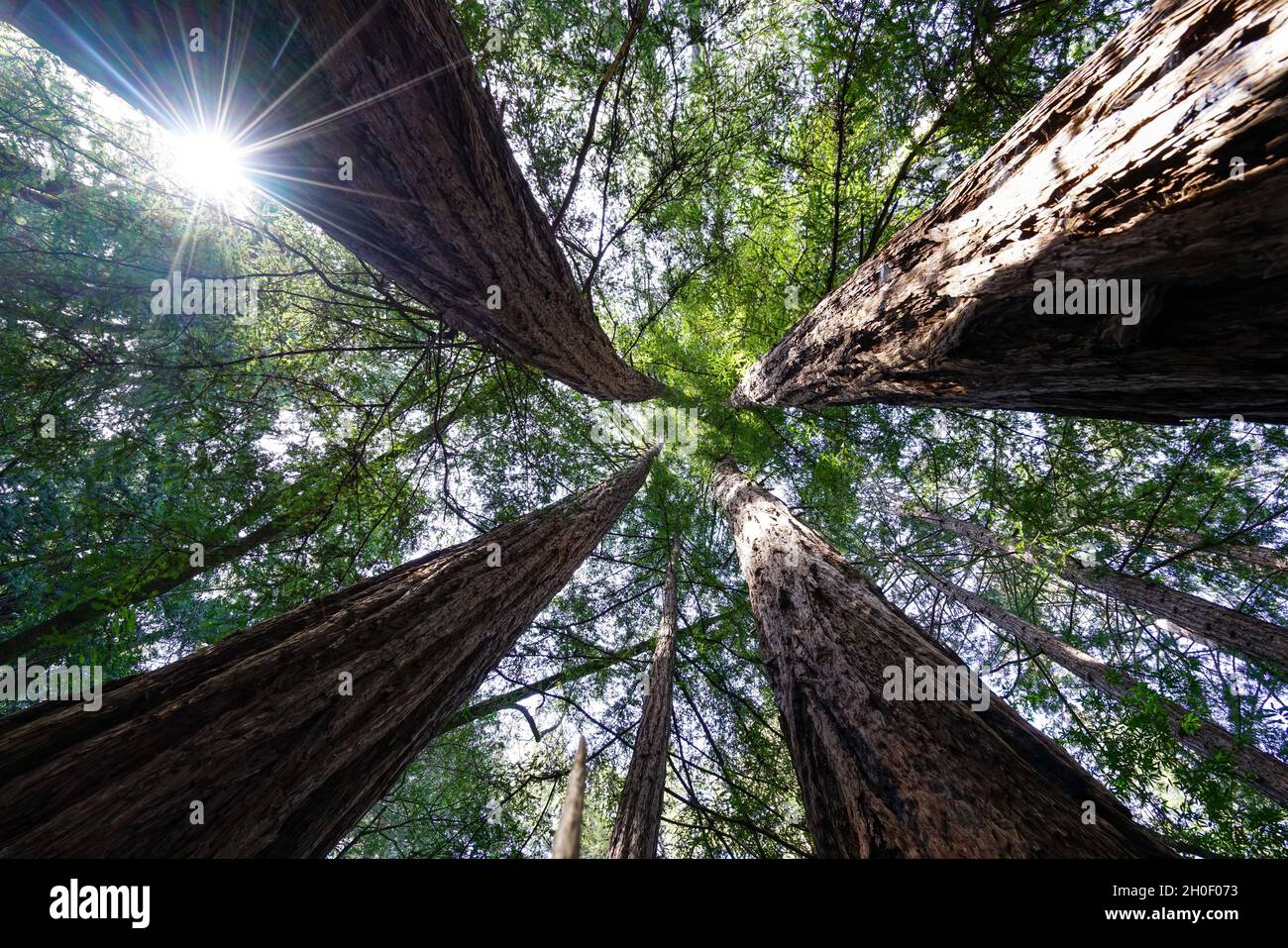 Redwood forest in northern california hi-res stock photography and ...