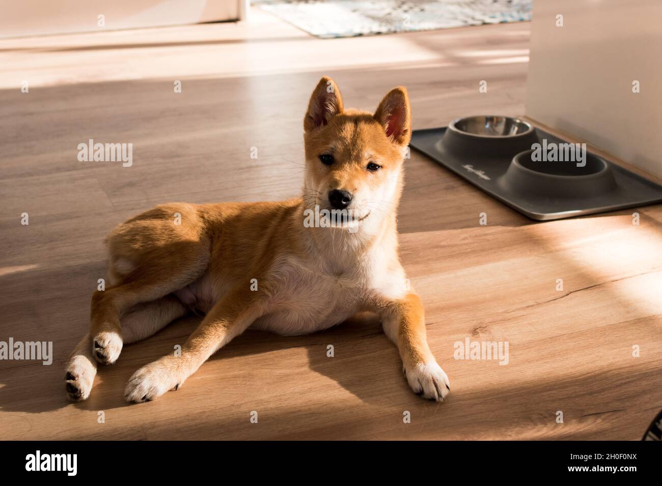 Red shiba inu dog puppy lying on a wood floor next to the feeder Stock ...