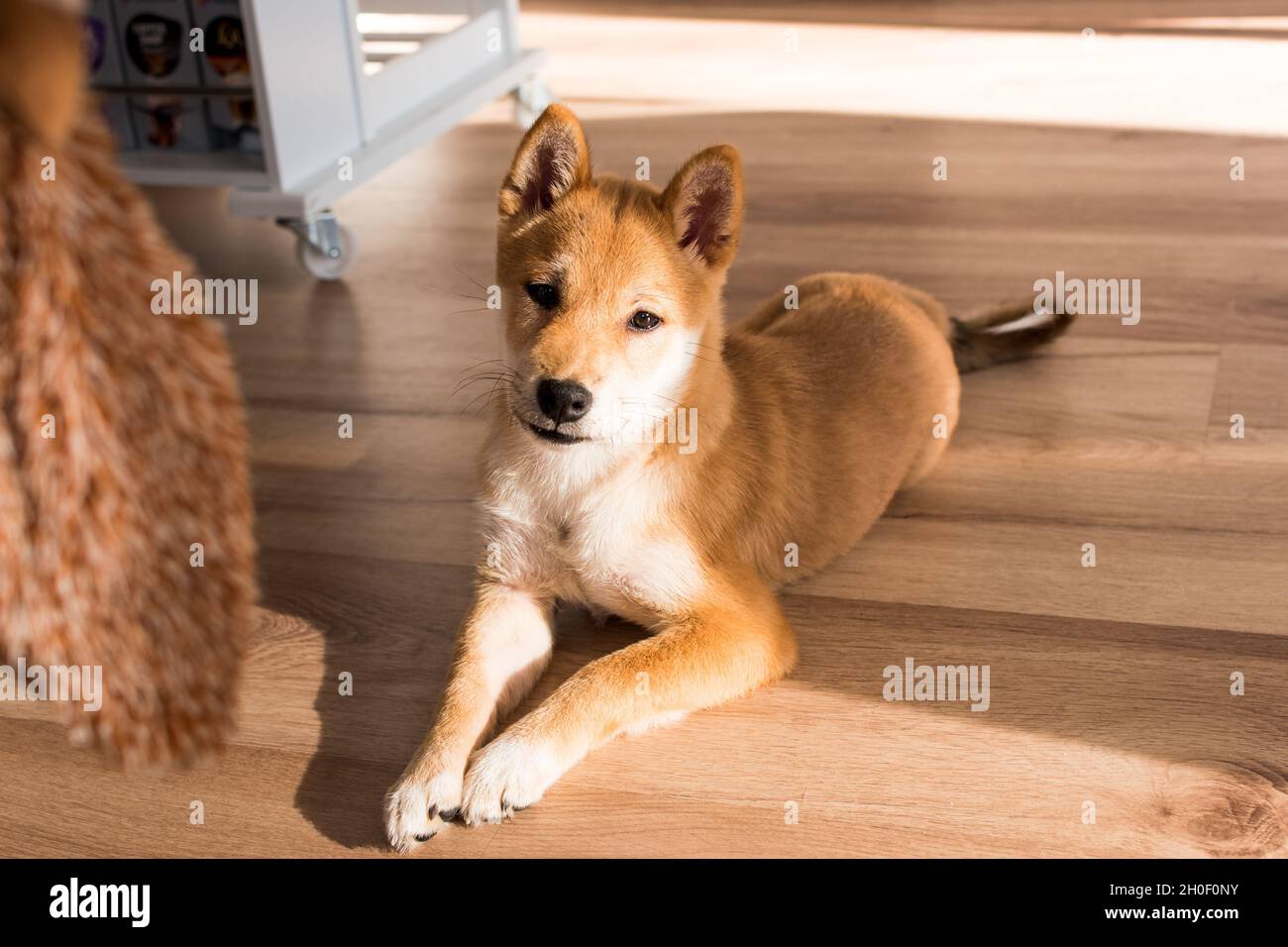 Red shiba inu dog puppy lying on a wood floor Stock Photo - Alamy