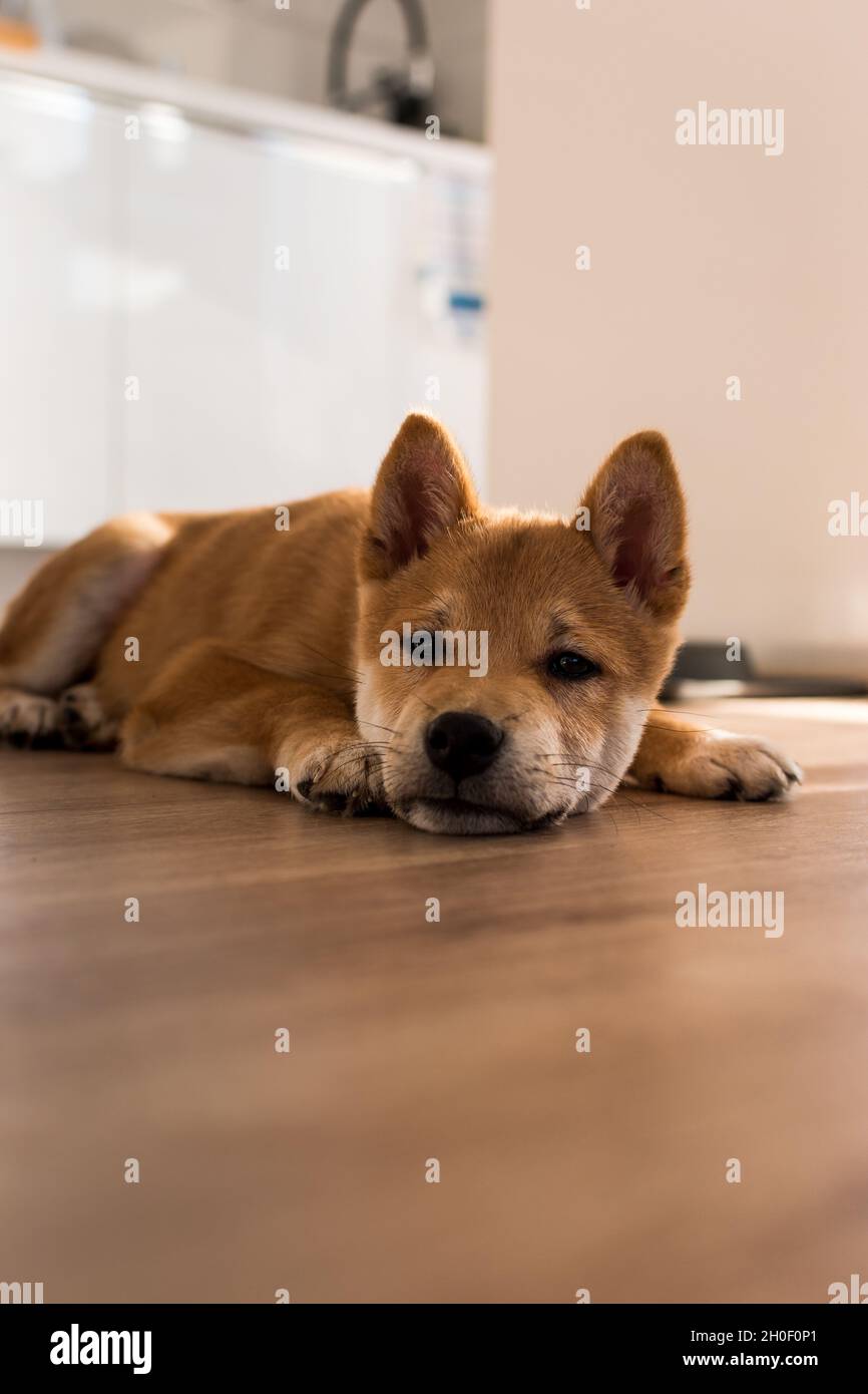 Red shiba inu dog puppy lying on a wood floor Stock Photo - Alamy