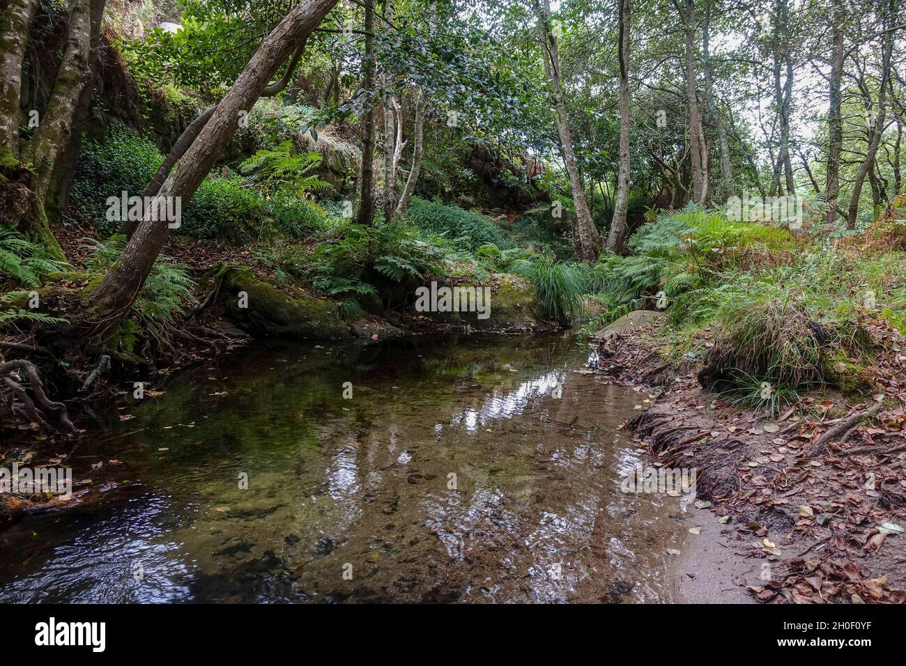 Hiking route following river Fraga and ancient mills, Baiona, Galicia ...