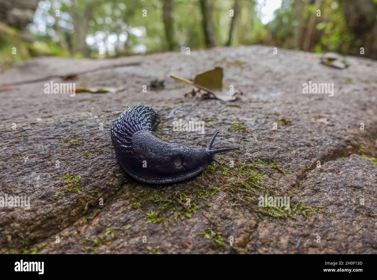Slug trail hi-res stock photography and images - Alamy