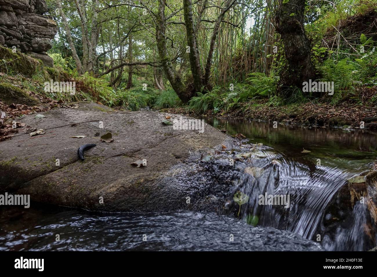 Hiking route following river Fraga and ancient mills, Baiona, Galicia ...