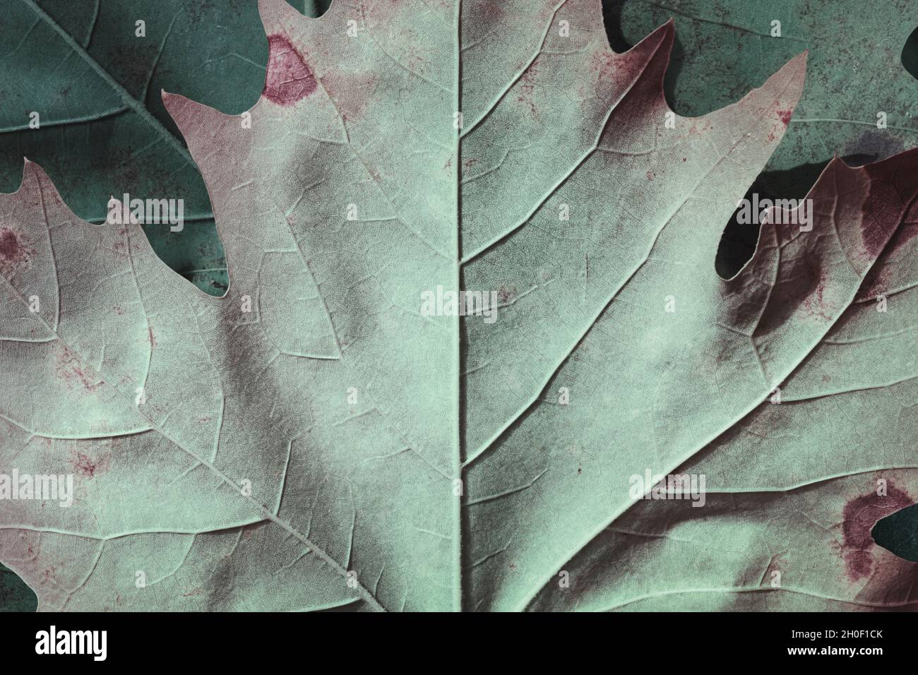 Texture background of plane tree leaf, macro Stock Photo - Alamy