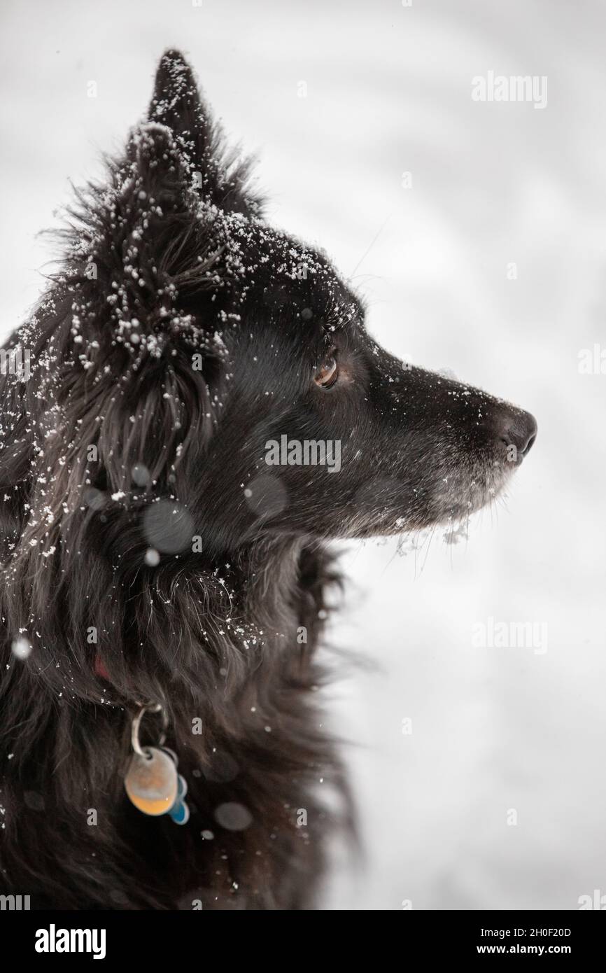 Black Dog in the Snow Stock Photo - Alamy