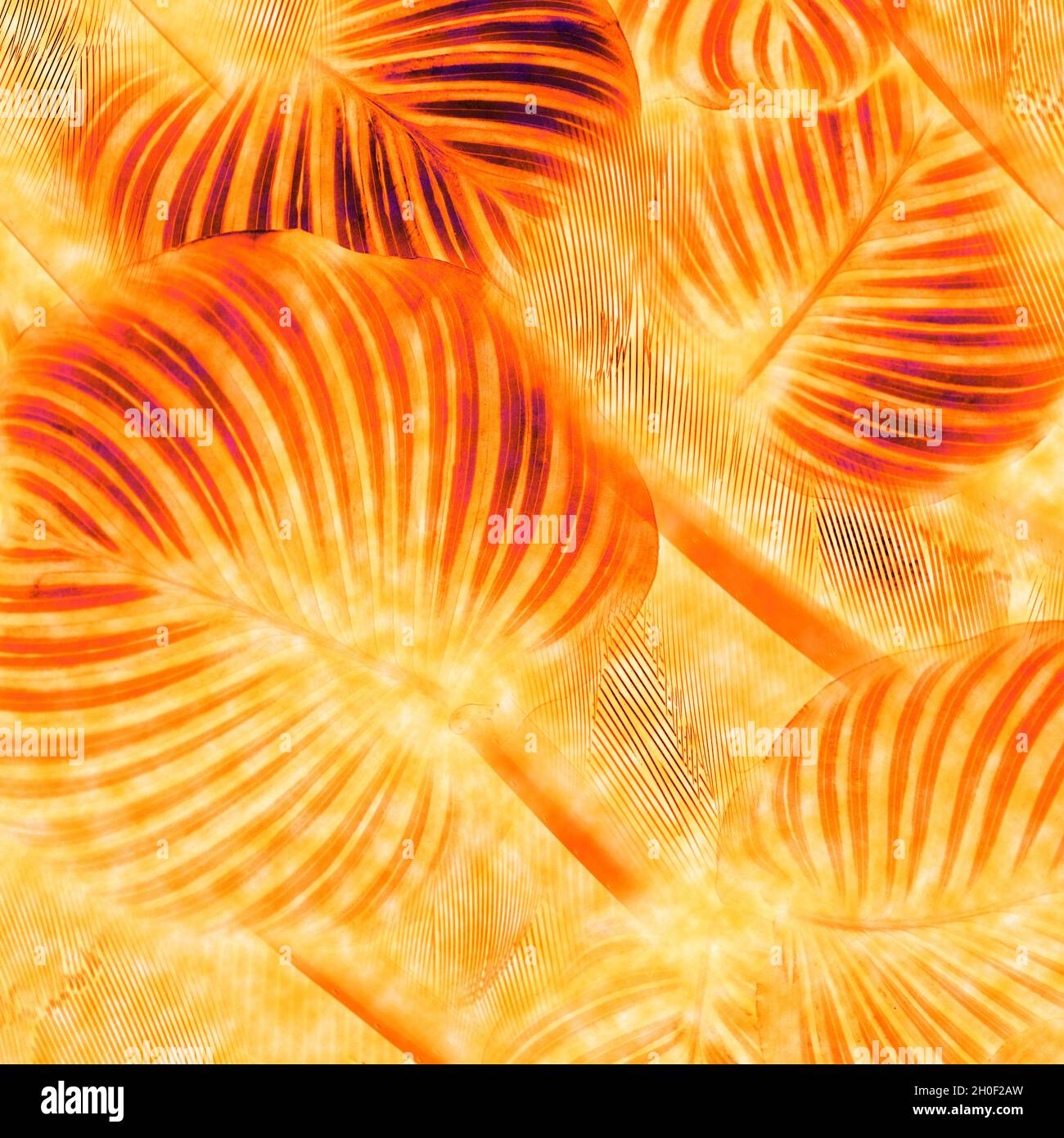textile prints, trend dress patterns Stock Photo - Alamy