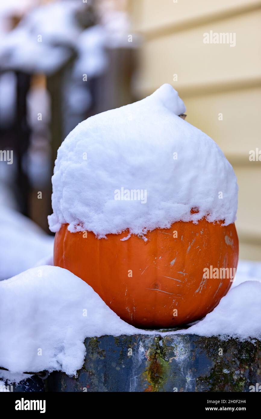 Frost Snow on the Pumpkin Stock Photo - Alamy