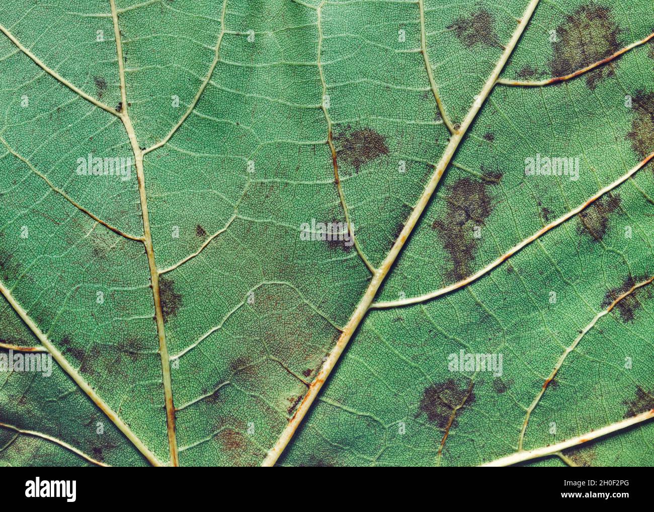 Texture background of plane tree leaf, macro Stock Photo - Alamy