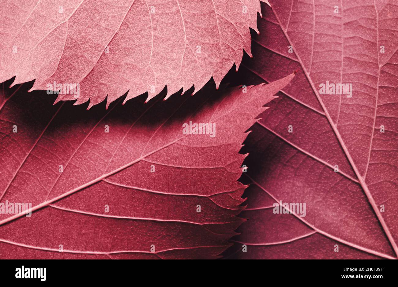 Texture background of red tree leaf, macro Stock Photo - Alamy