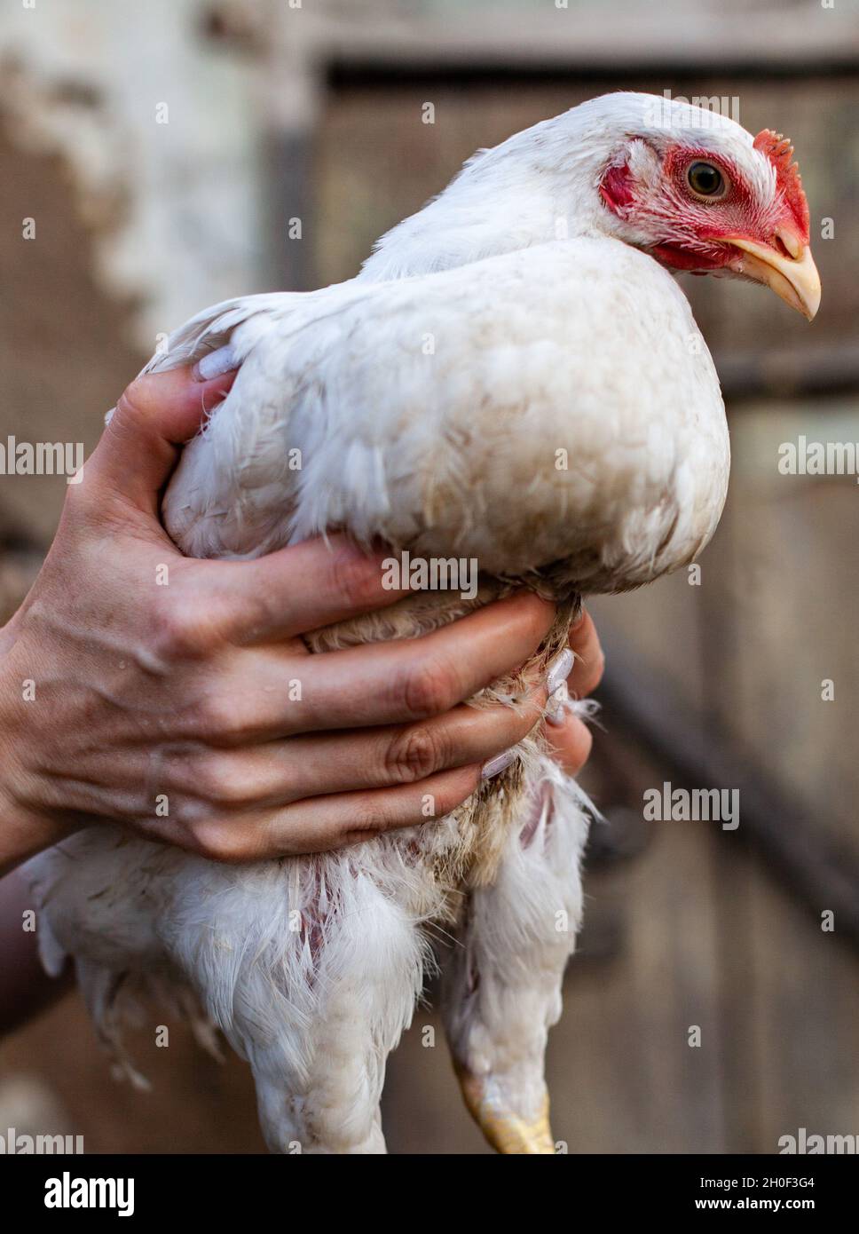 White broiler chicken hi-res stock photography and images - Alamy