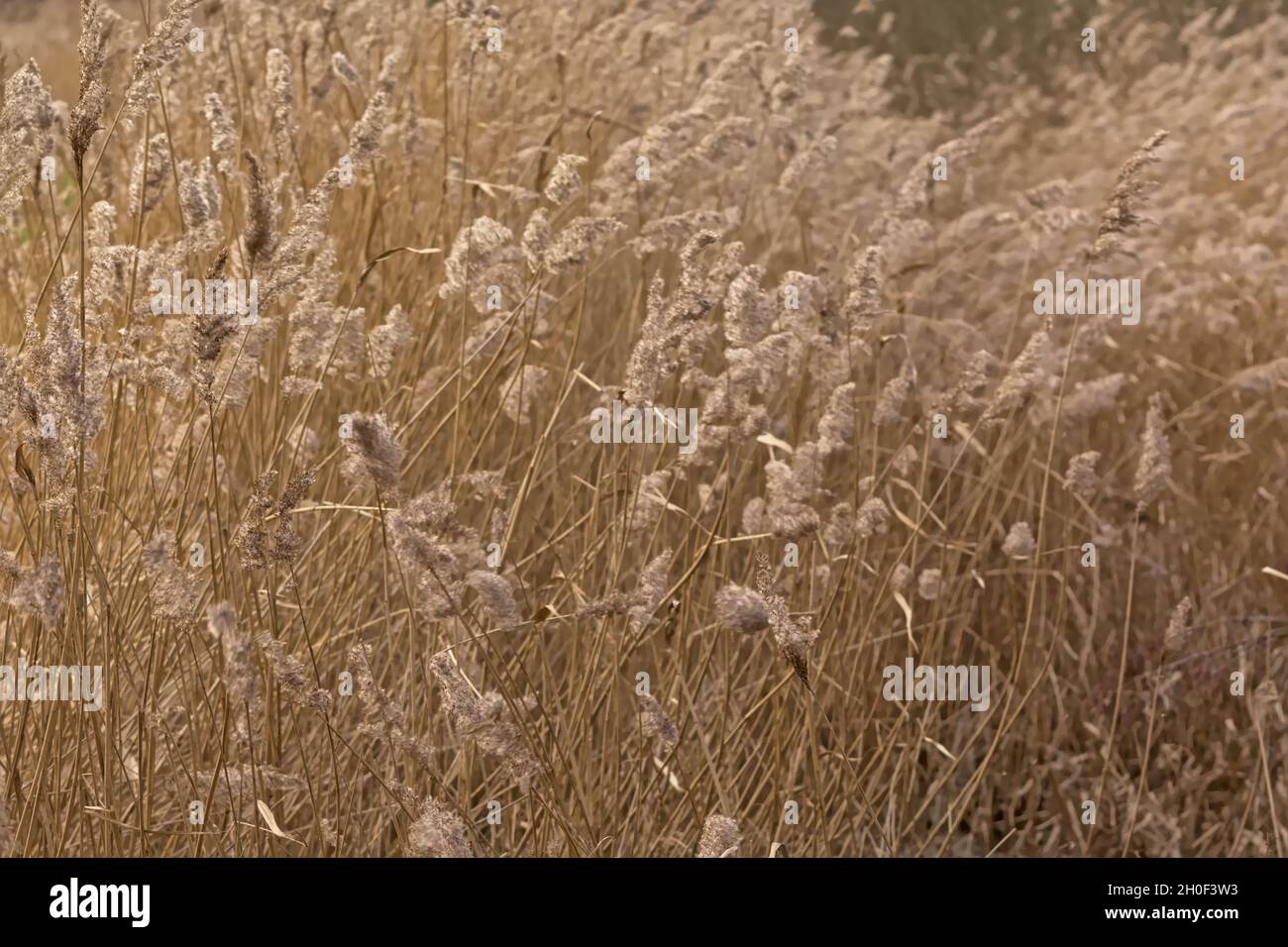 flowering reed in the marsh Stock Photo - Alamy