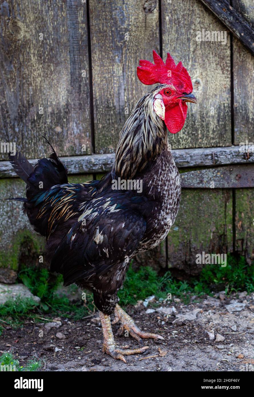 Black rooster hi-res stock photography and images - Alamy