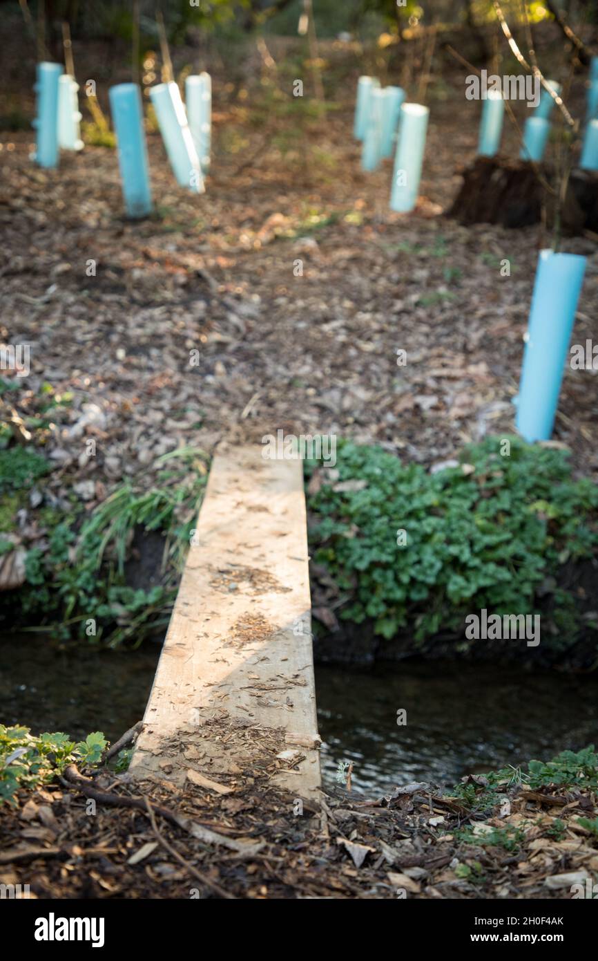 Wood Plank Across a stream in the garden Stock Photo - Alamy