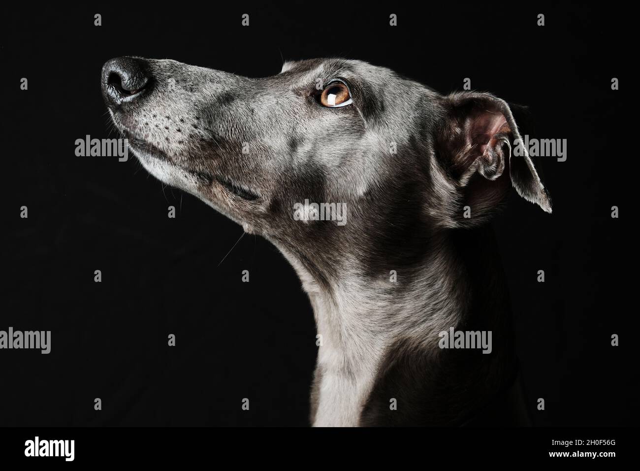 Whippet Portrait - Low Key Profile Stock Photo - Alamy