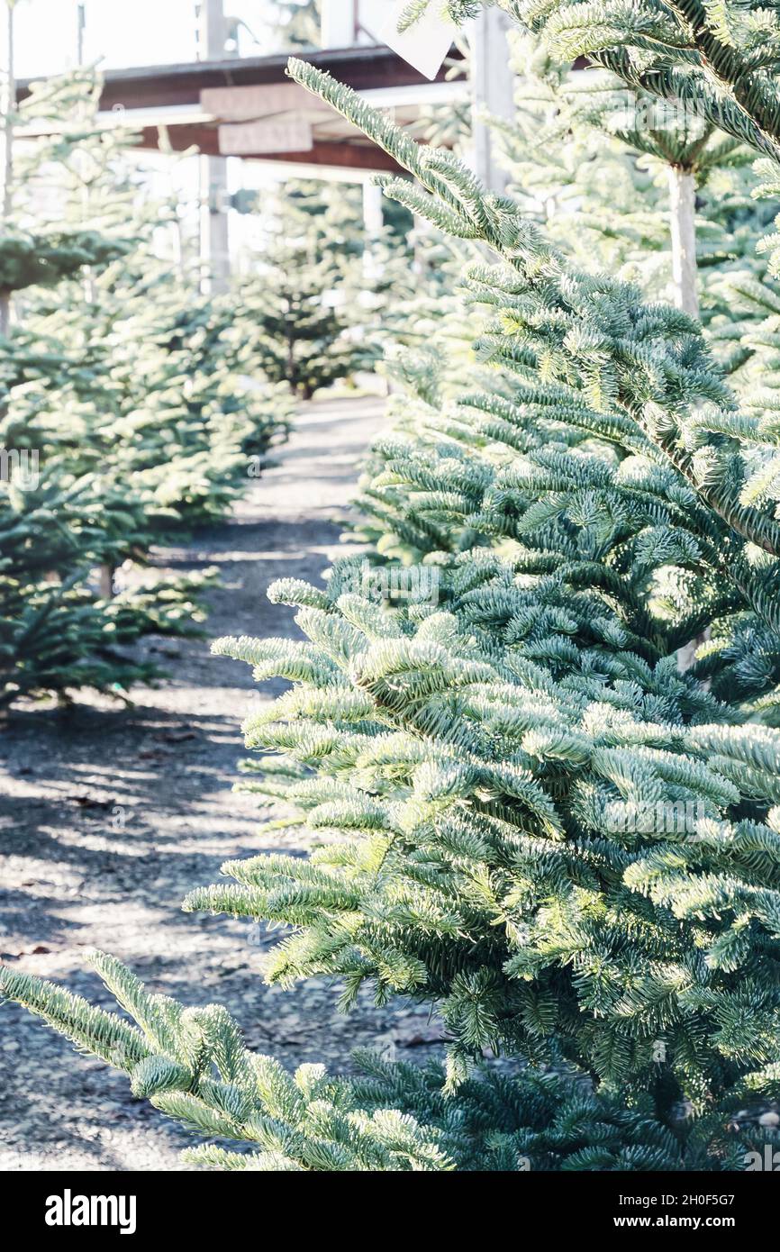 Tree lot hi-res stock photography and images - Alamy