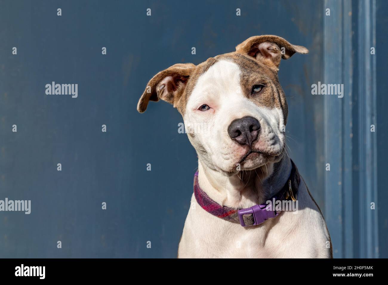 Puppy Dog head tilt looking at the camera Stock Photo - Alamy