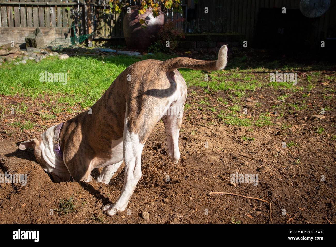 Dog Digging A Hole Stock Photo - Alamy