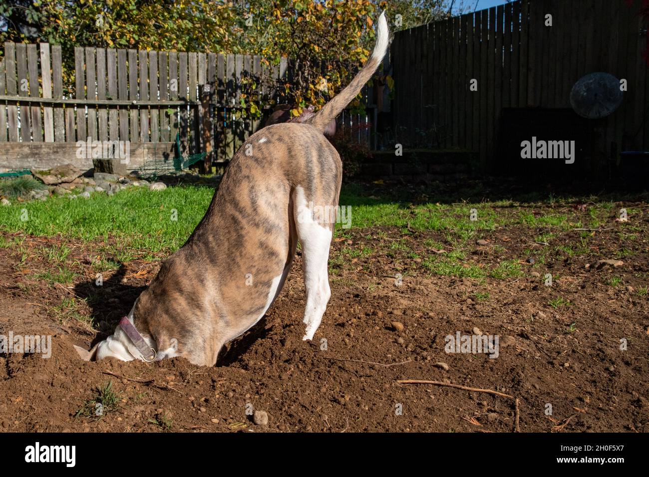 Dog Digging A Hole Stock Photo - Alamy