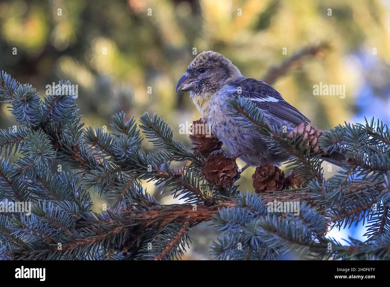 White Winged Crossbill High Resolution Stock Photography and Images - Alamy