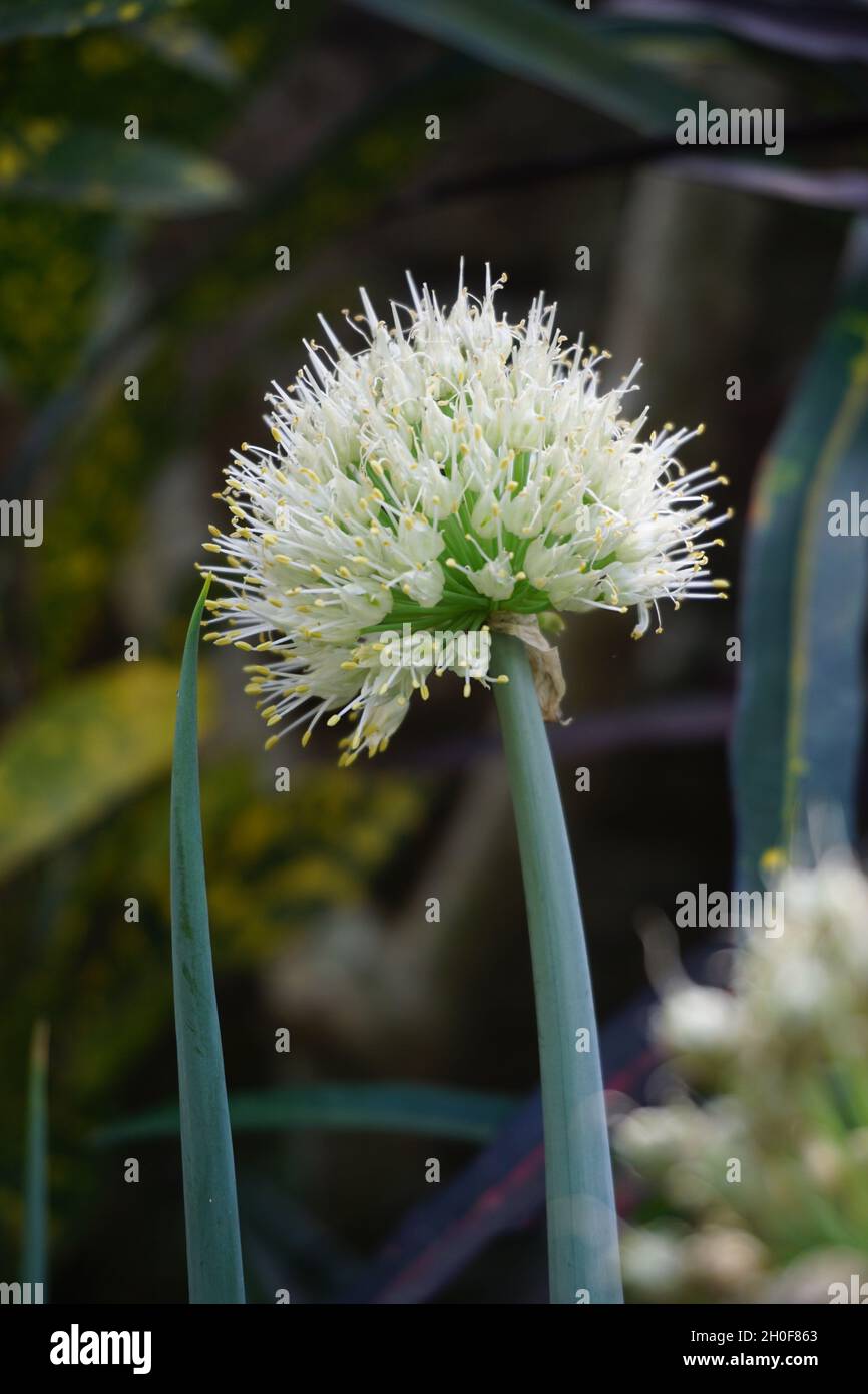 Spring onion flower with a natural background. Indonesian call it ...