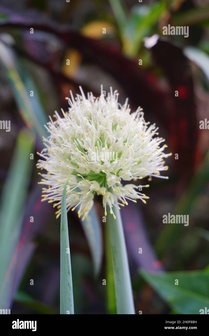 Bawang prei hi-res stock photography and images - Alamy