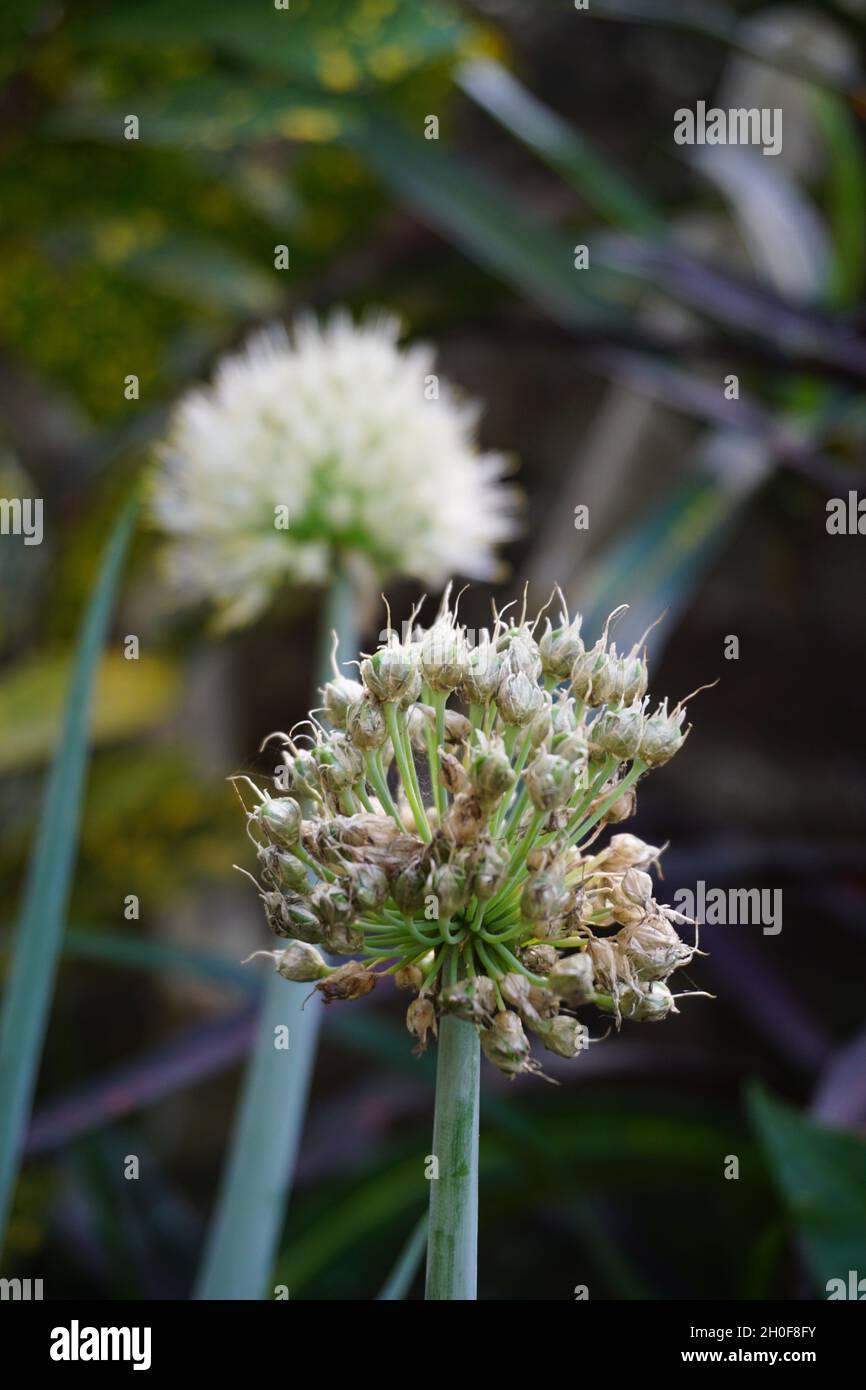 Spring onion flower with a natural background. Indonesian call it ...