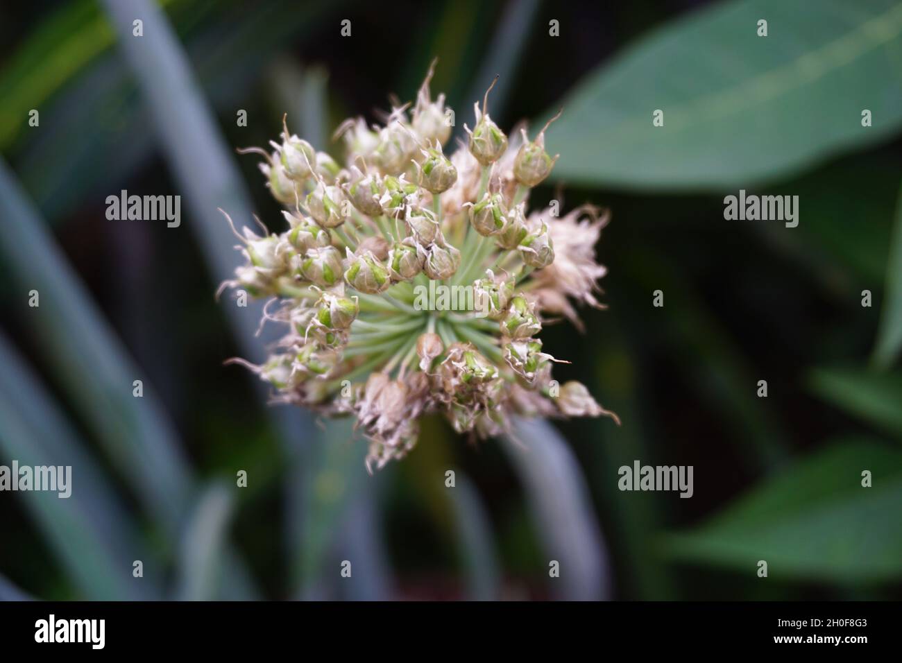 Spring onion flower with a natural background. Indonesian call it ...