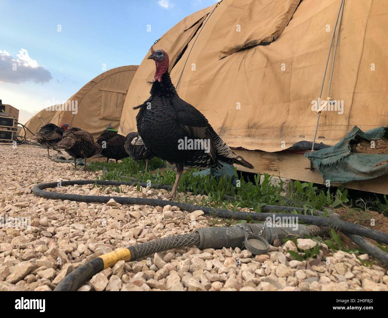 Wild turkeys cohabitate with Soldiers with the 28th Expeditionary ...