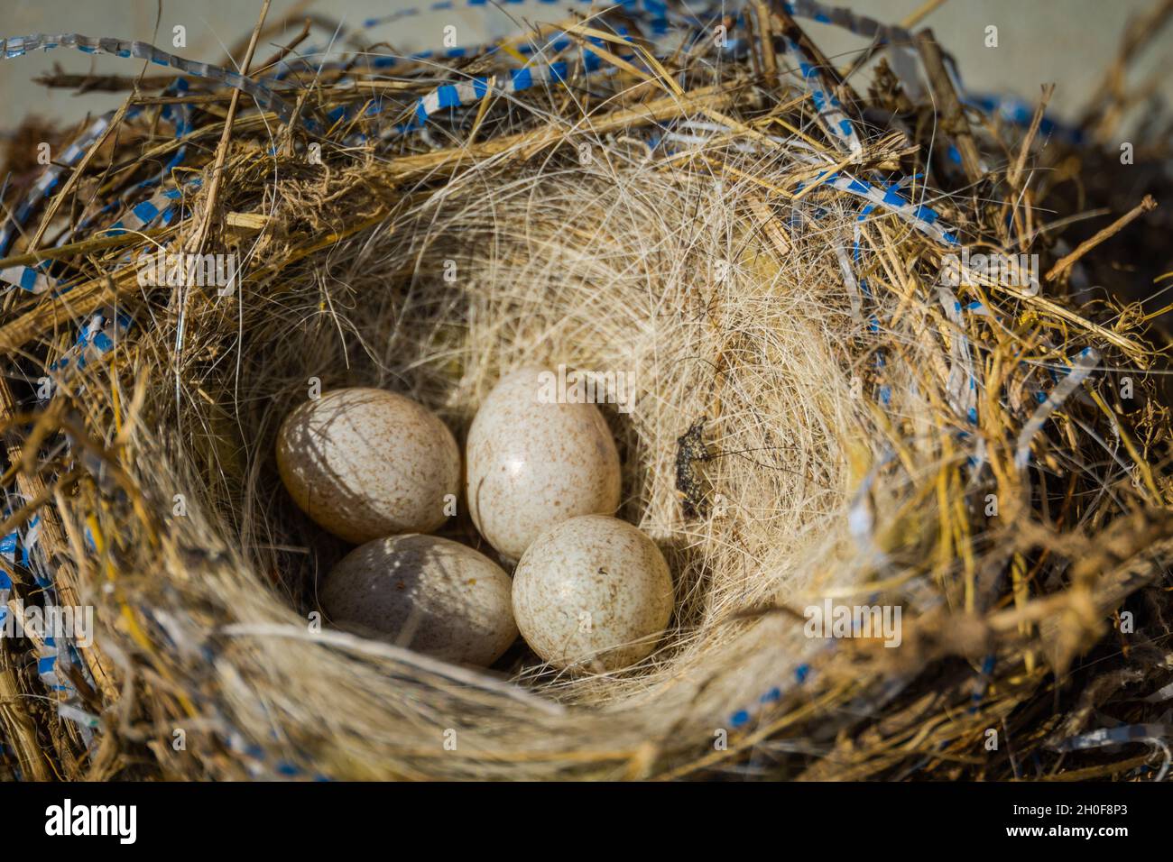 Four small bird eggs in the nest, close up background Stock Photo - Alamy