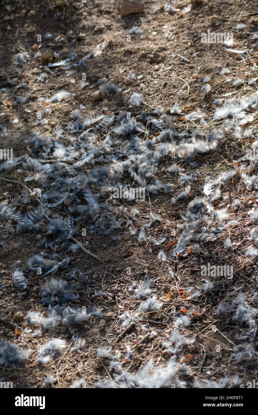 Feather remains of a dead bird Stock Photo - Alamy