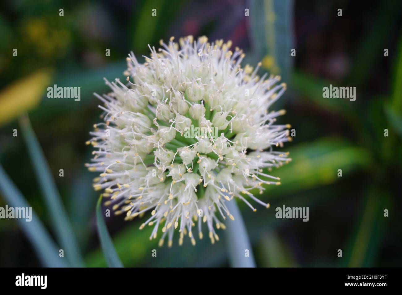Spring onion flower with a natural background. Indonesian call it ...