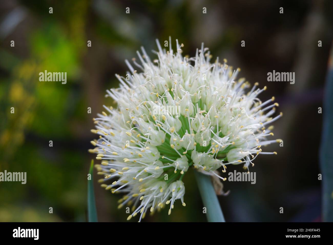 Spring onion flower with a natural background. Indonesian call it ...