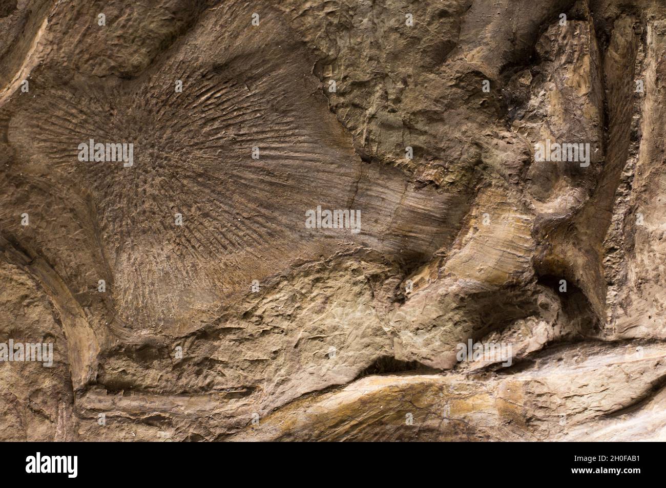 Close up of prehistoric extinct animals in stone. Fossils background ...