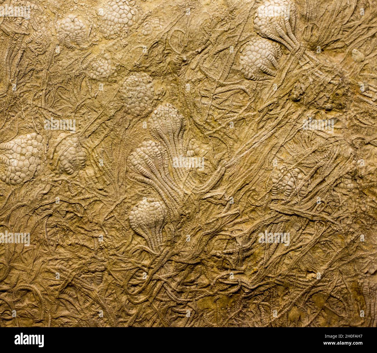 Close up of prehistoric extinct animals in stone. Fossils background ...