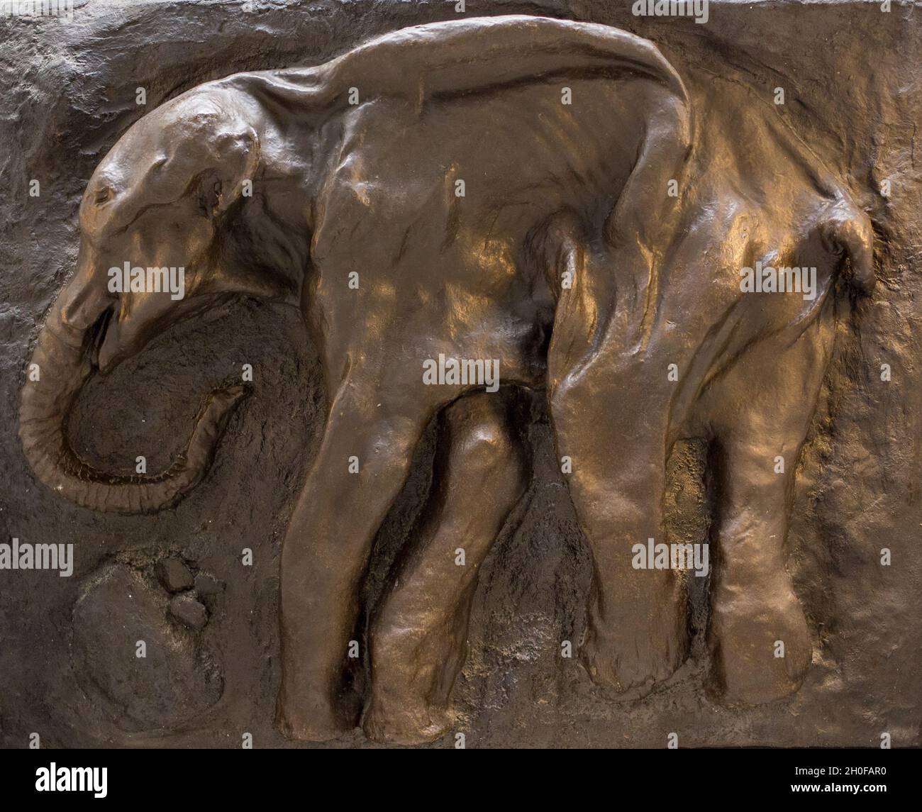 Fossil of elephant skeleton with skin at museum exhibit Stock Photo - Alamy