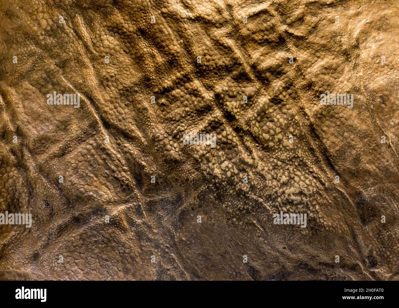 Texture of dinosaur skin in nature museum Stock Photo - Alamy