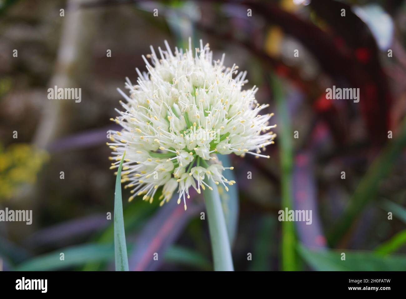 Spring onion flower with a natural background. Indonesian call it ...