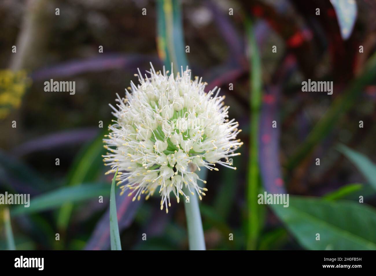 Spring onion flower with a natural background. Indonesian call it ...