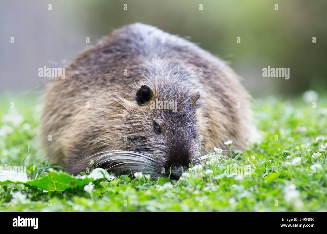 Close up of cute nutria (Myocastor coypus) standing on grass Stock ...