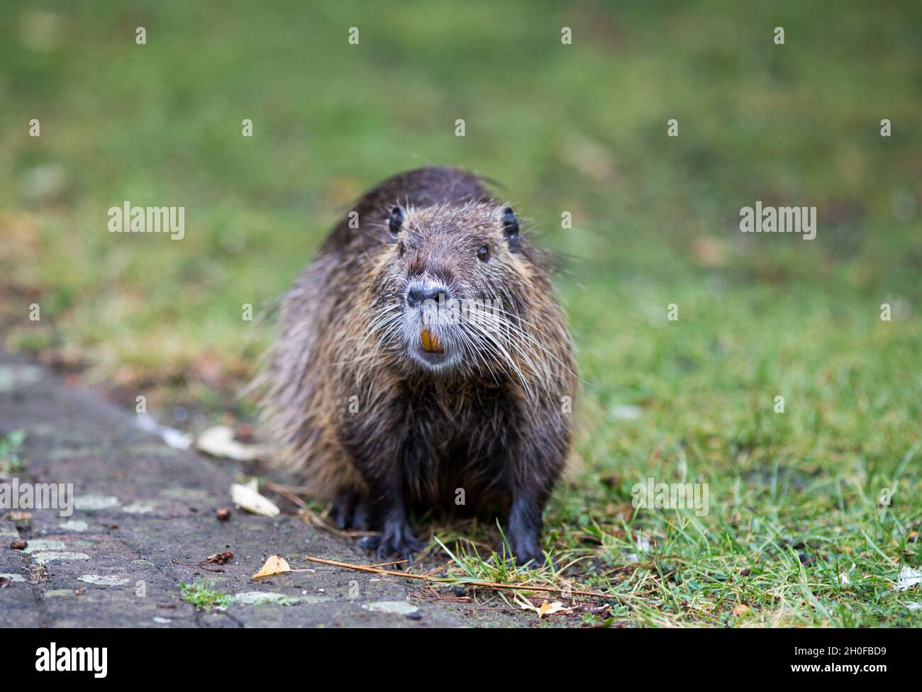 Cute nutria (Myocastor coypus) standing on grass beside road Stock ...